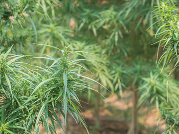 CO2 Deficiency in Cannabis Growth