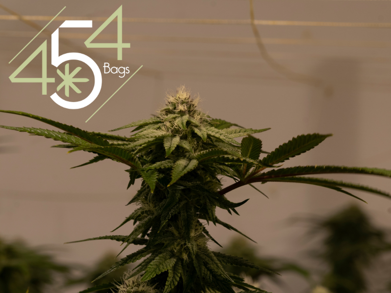 Maximizing Kief Collection with Trimming Trays